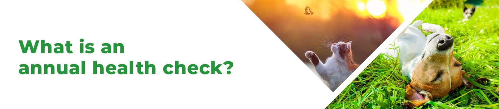 Annual Health Check | Pet Healthcare | Eastcott Vets